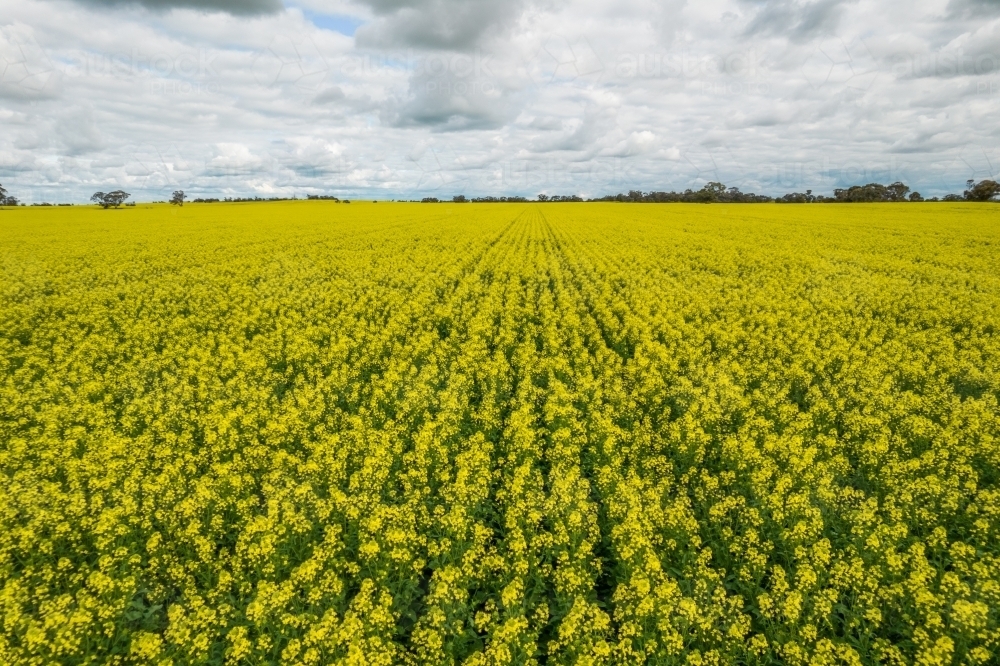 Image of close up shot of a big canola paddock with yellow flowers on a ...