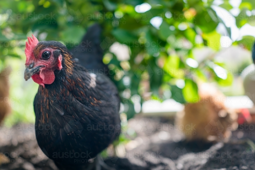 Image of Close up shot of a black Australorp chicken - Austockphoto