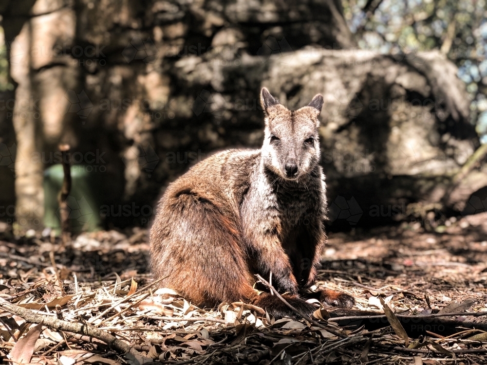 Image of Close up shot of a brown wallaby looking at the camera ...