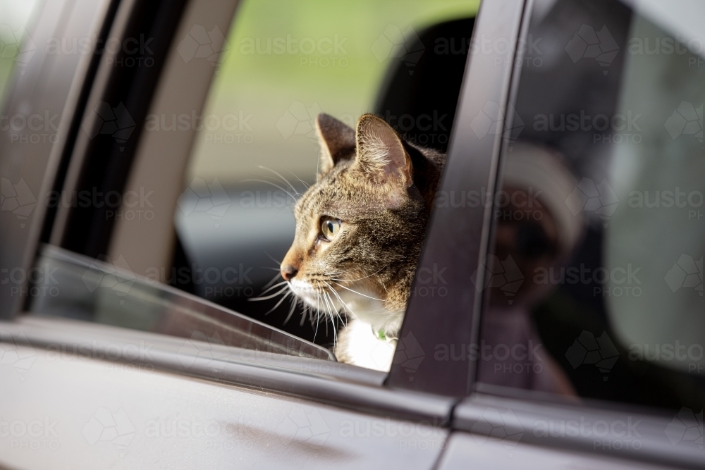 Image of Close up shot of a cat looking out from the inside of a car ...