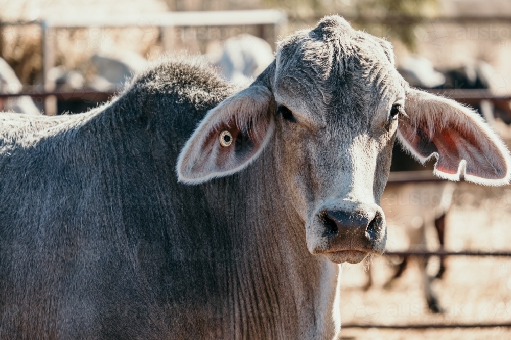 Image of close up shot of a cow - Austockphoto