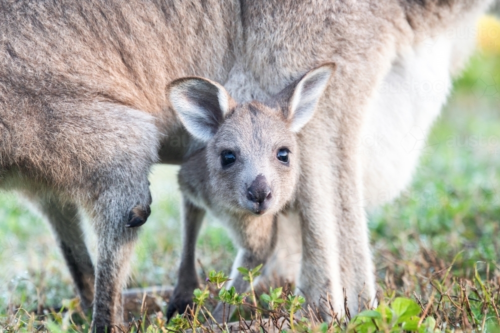 Image of Close up shot of a joey in pouch - Austockphoto