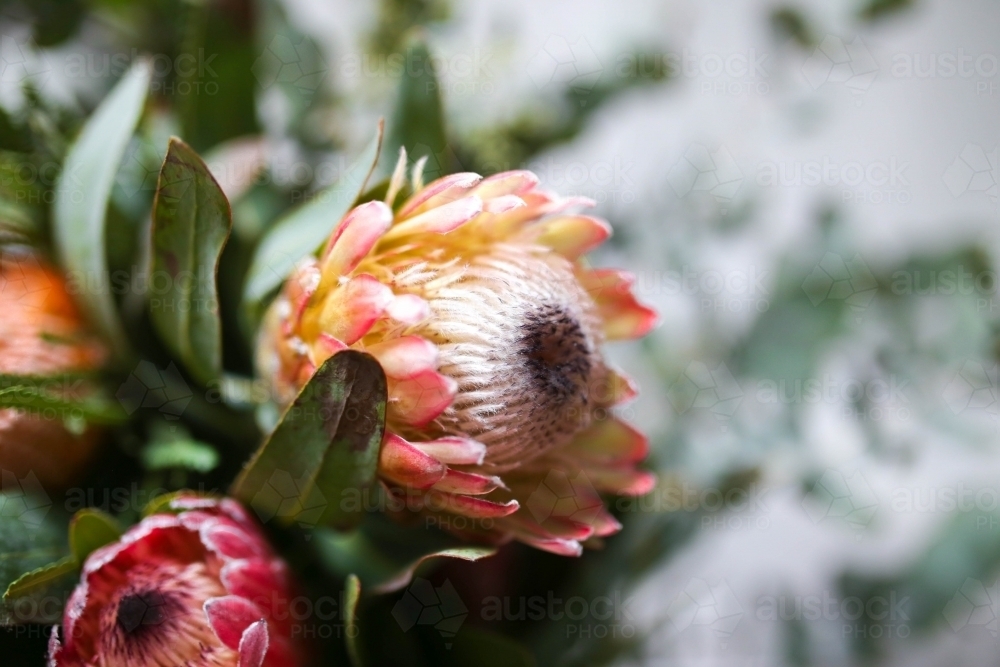 Image of Close up shot of a protea flower - Austockphoto
