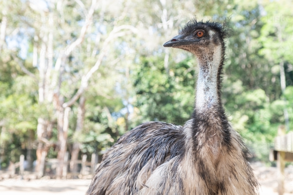 Image of Close up shot of an emu bird - Austockphoto