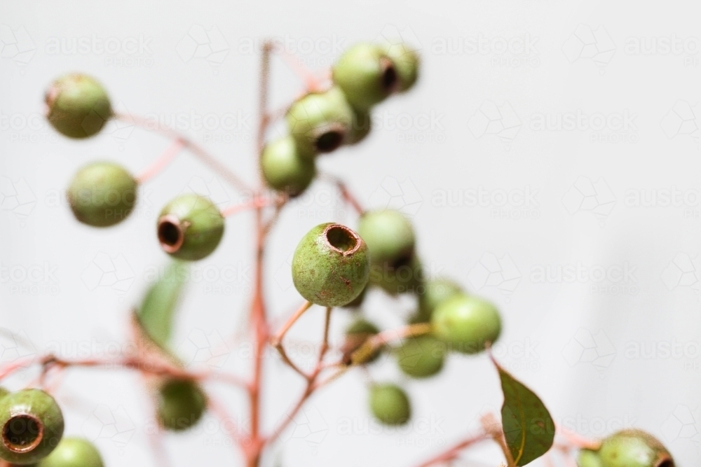 Image of Close up shot of Australian Gum Nuts - Austockphoto