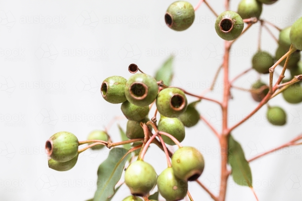 Image of Close up shot of Australian Gum Nuts - Austockphoto