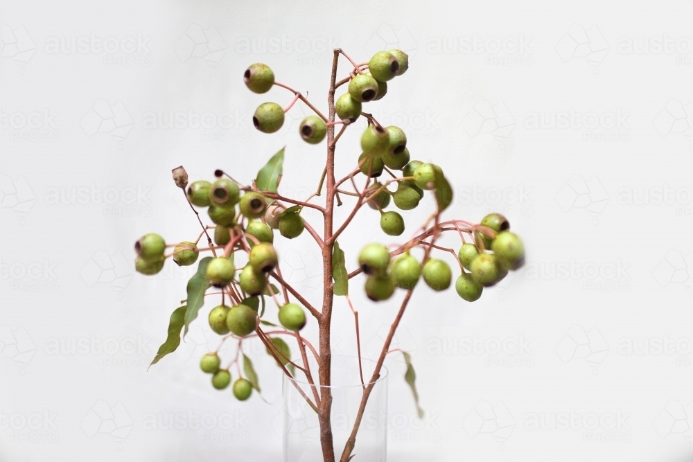 Image of Close up shot of gum tree pods - Austockphoto