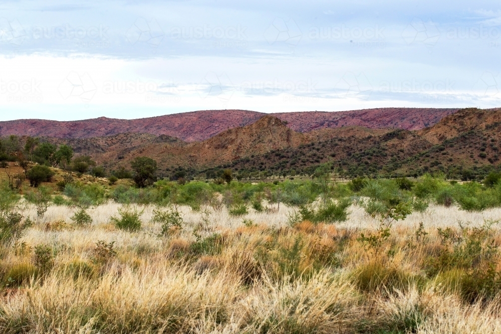 Image of close up shot of landscape with short grass and outback ...