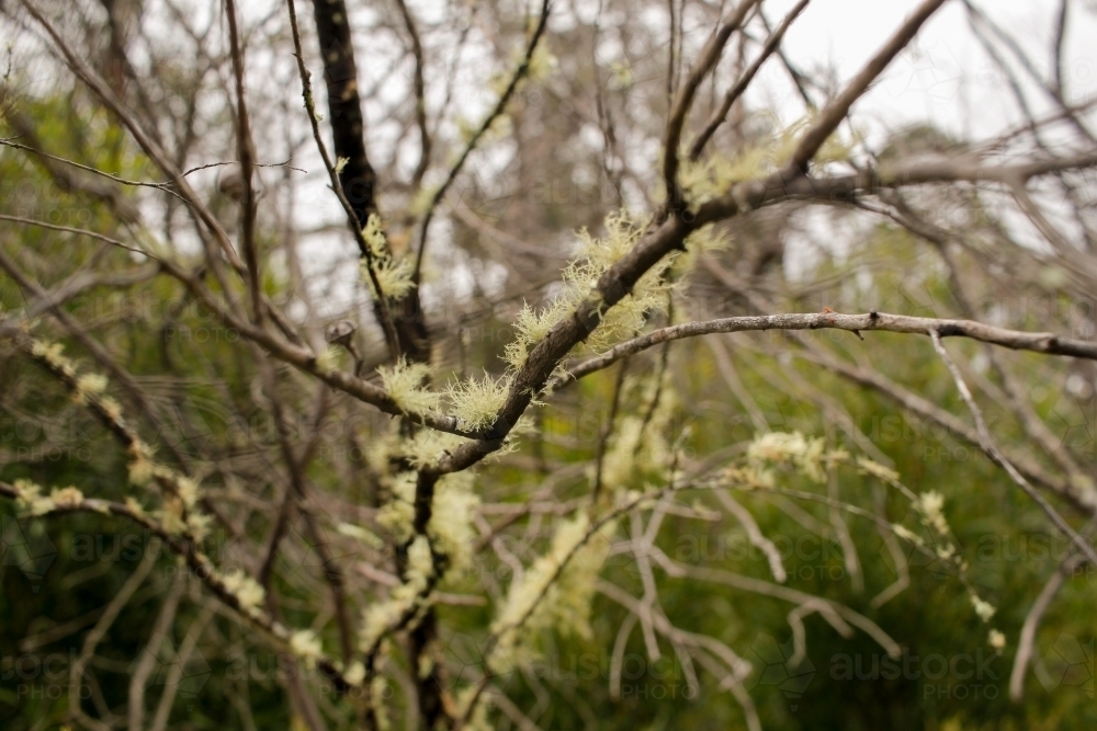 Image of Close up shot of lichen on twigs - Austockphoto