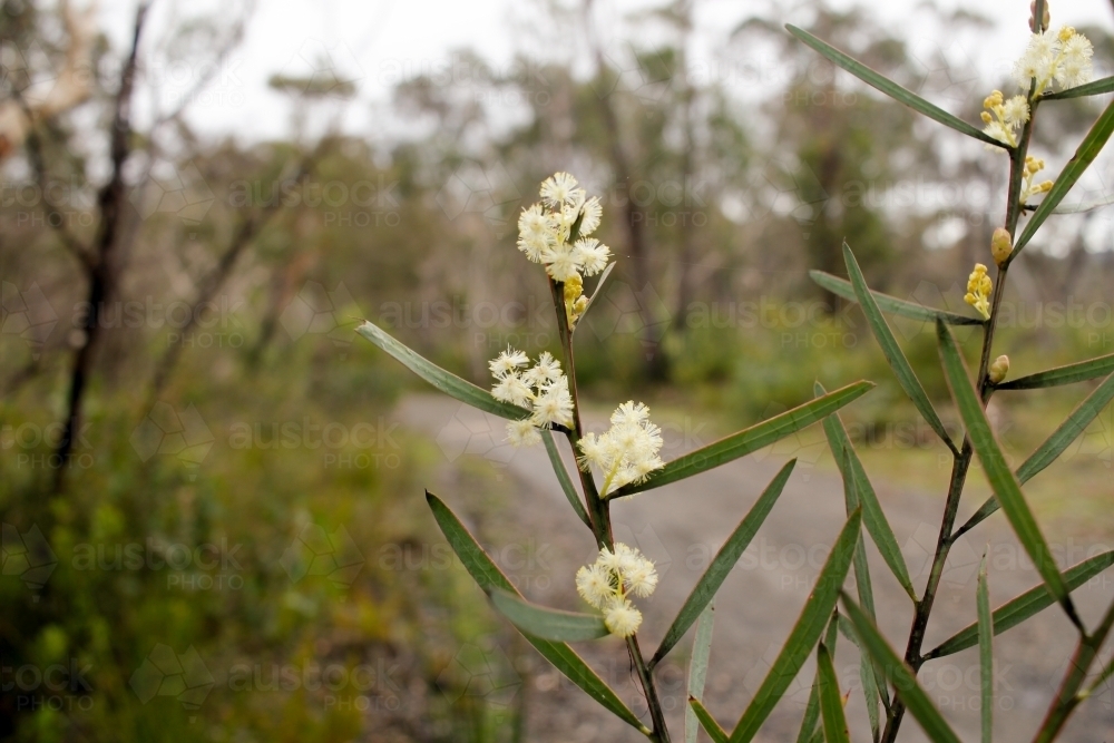 Image of Close up shot of native wattle plant - Austockphoto