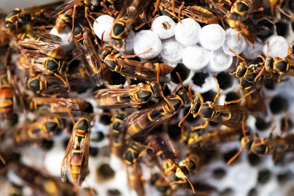 Image of Close up shot of wasps in their hive - Austockphoto