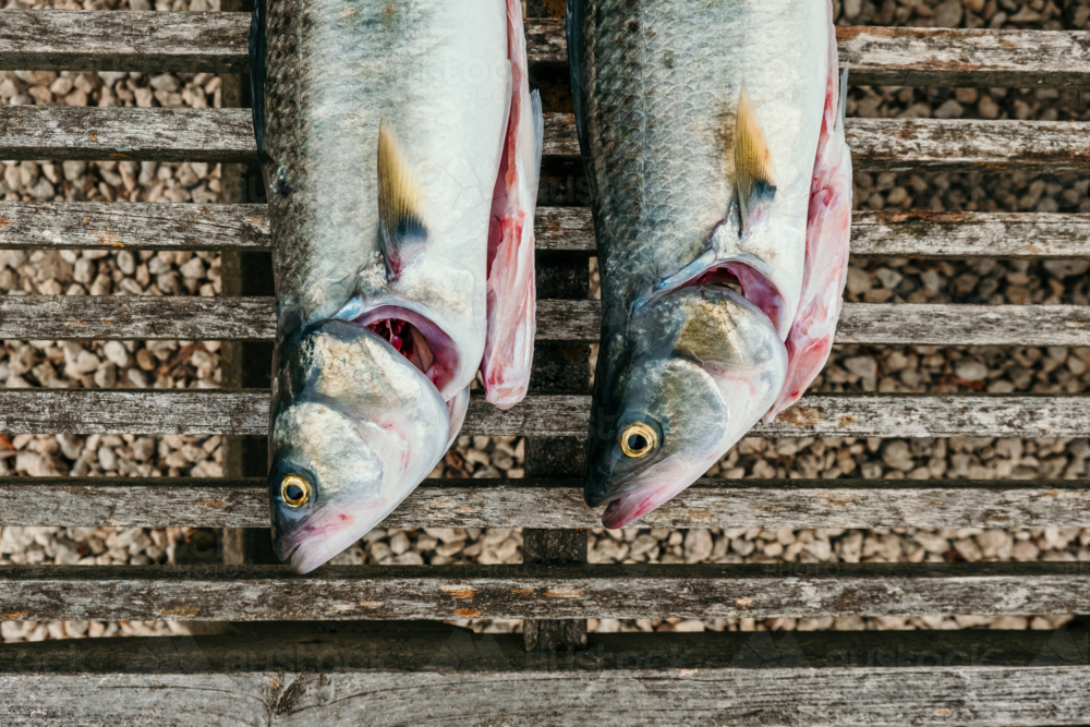Image of Close up two Australian salmon fish - Austockphoto