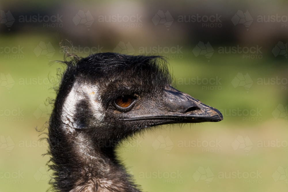 Image of Close-up view of an emu head in profile. - Austockphoto