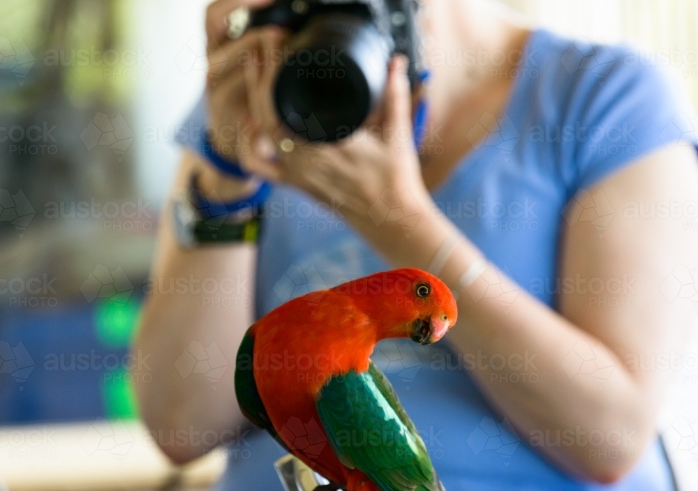 Image of Close up view of King Parrot looking into the camera with a ...