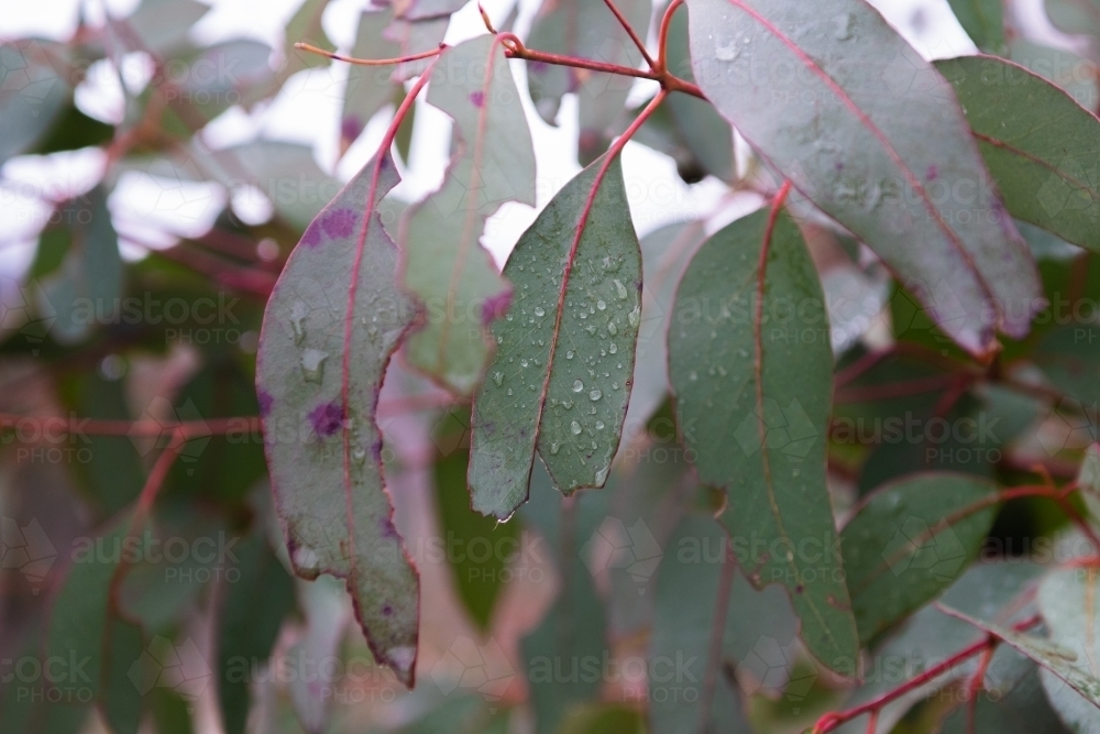 Image of Close up view of the leaves of a snow gum tree - Austockphoto