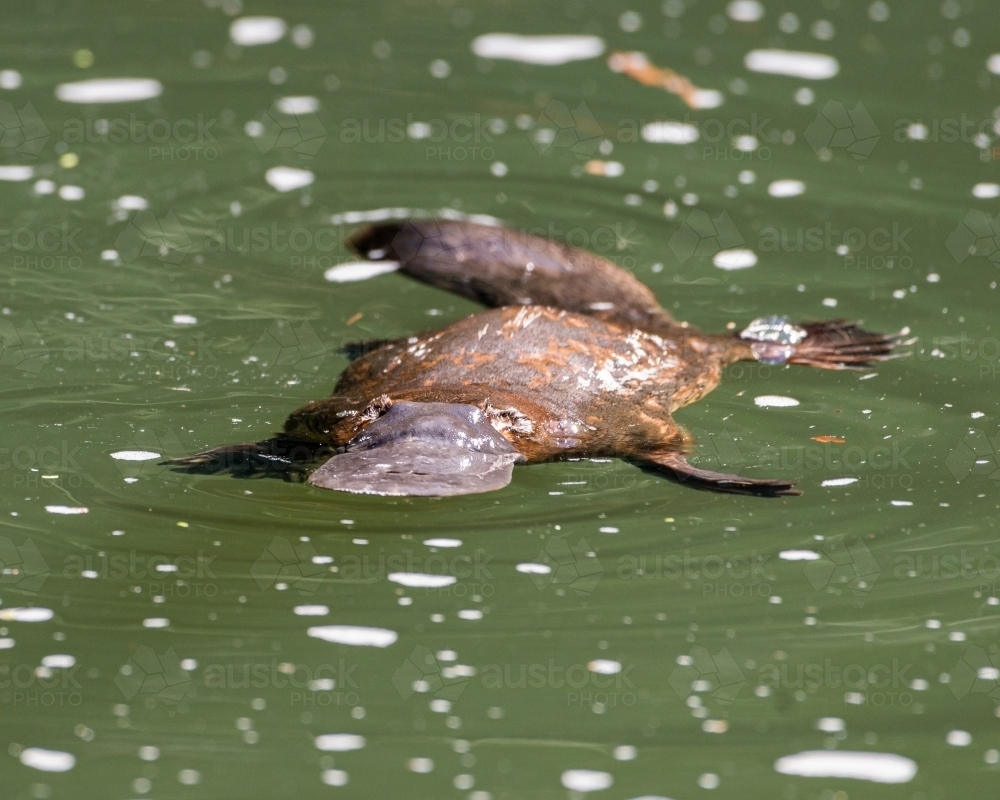 Image of Close view of a Platypus (Ornithorhynchus anatinus) - Austockphoto