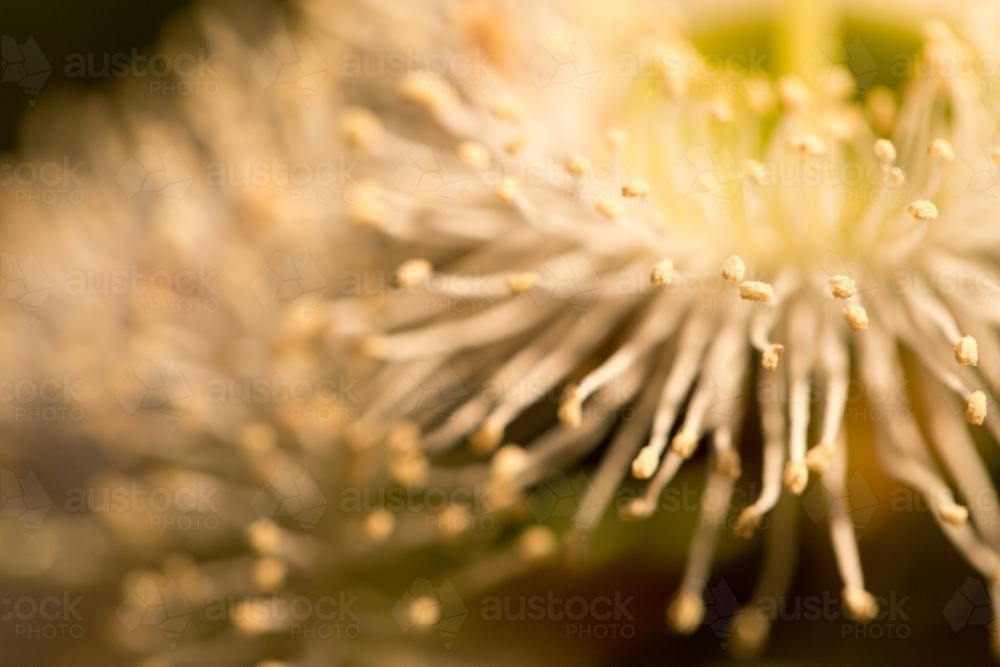 Image of Closeup macro of marri flower - Austockphoto