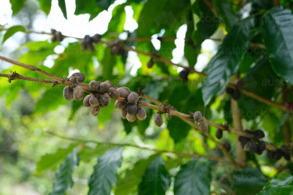 Image of closeup of coffee tree with fruit and green leaves - Austockphoto