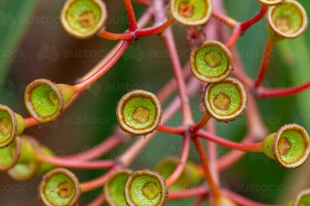 Image of Close-up of spent gum nut blossom cups, - Austockphoto