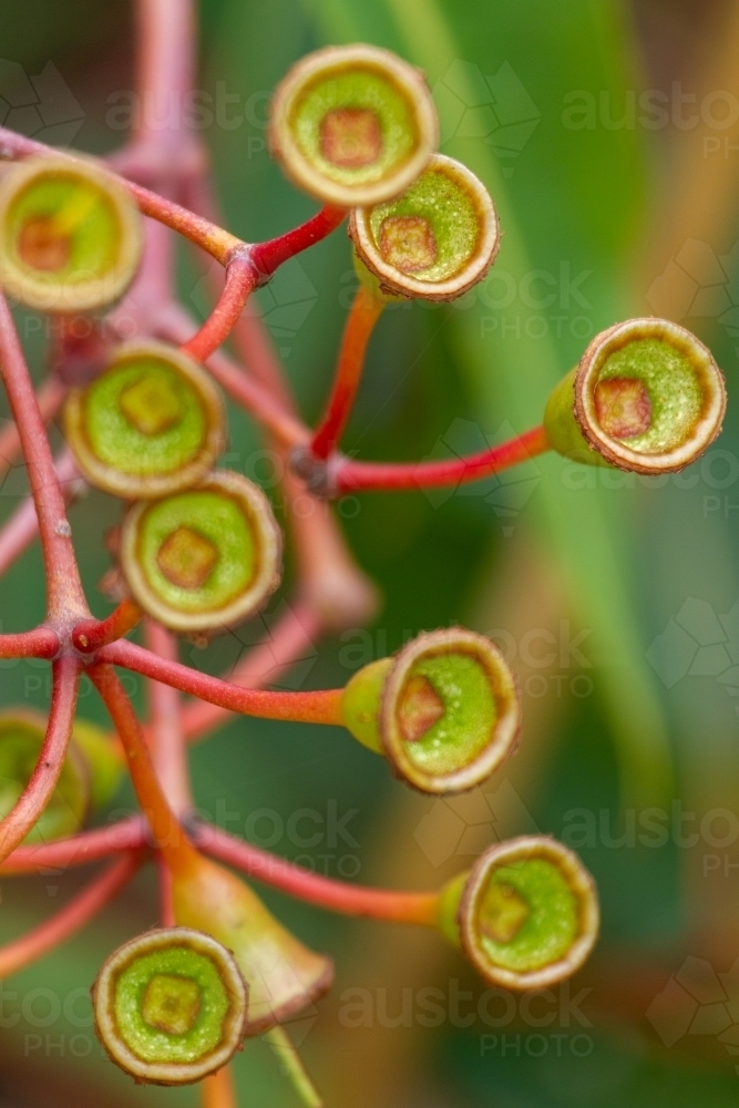 Image of Close-up of spent gum nut blossom cups, - Austockphoto