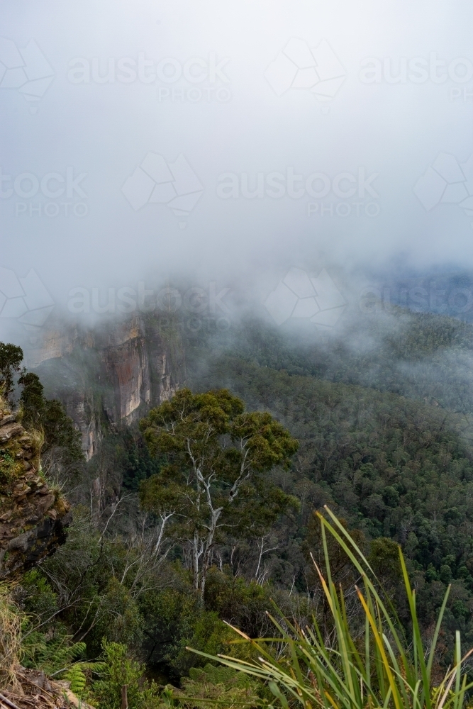 Image of Cloud obscuring lookout view with rugged cliff face and trees ...