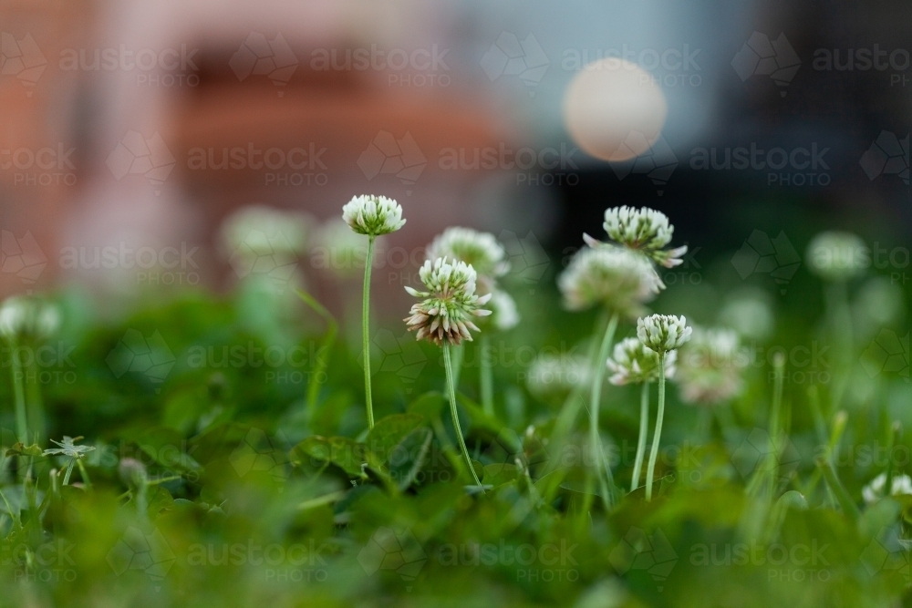Image of clover in grass in backyard - Austockphoto