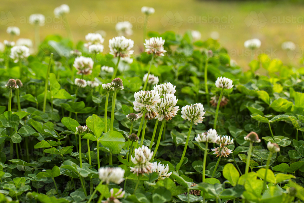 Image of Clover plants in flower in lawn grass - Austockphoto