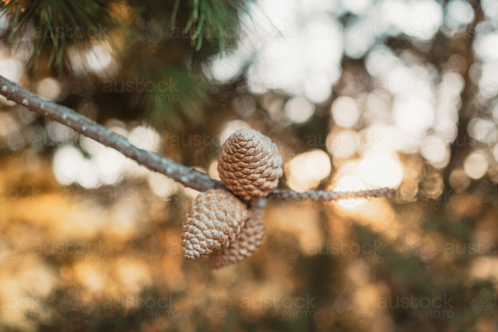 Image of Clump of pine cones on branch with golden sunlight bokeh ...