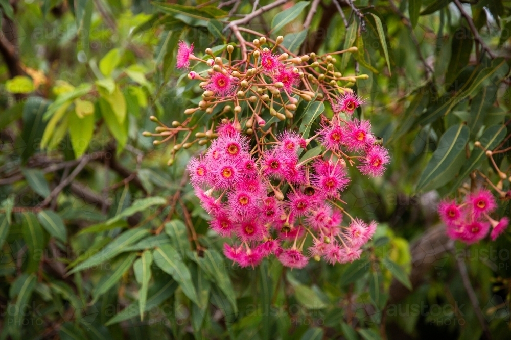 Image of cluster of bright pink gum tree blossoms - Austockphoto