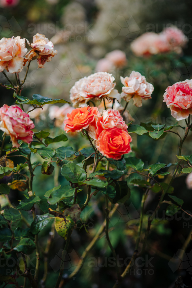 Image of Cluster of mini roses blooming in a garden - Austockphoto