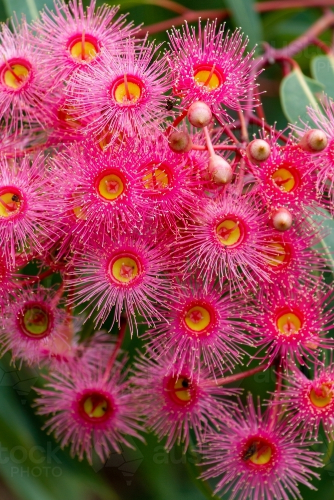 Image of Cluster of pink gum blossoms. - Austockphoto