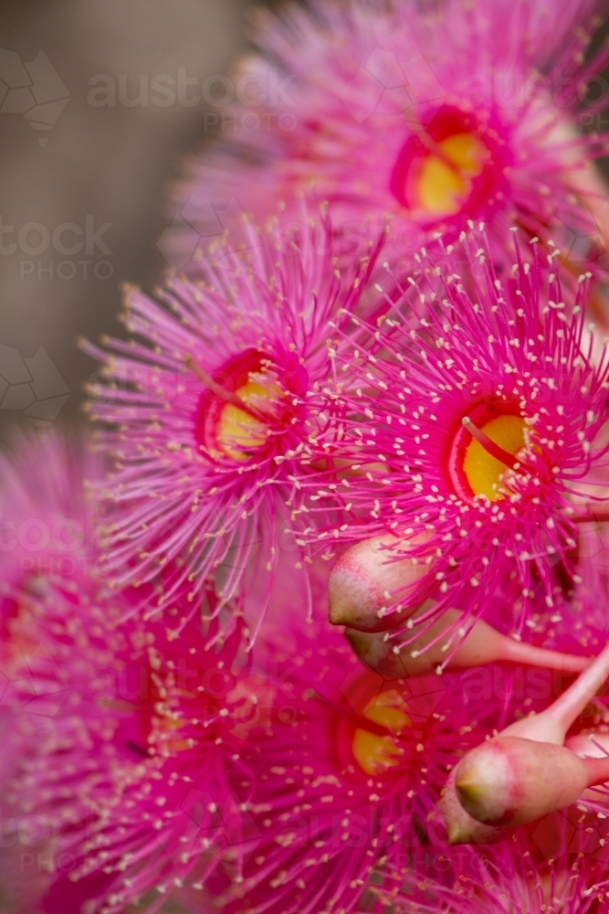 Image of Cluster of pink gum blossoms close-up. - Austockphoto