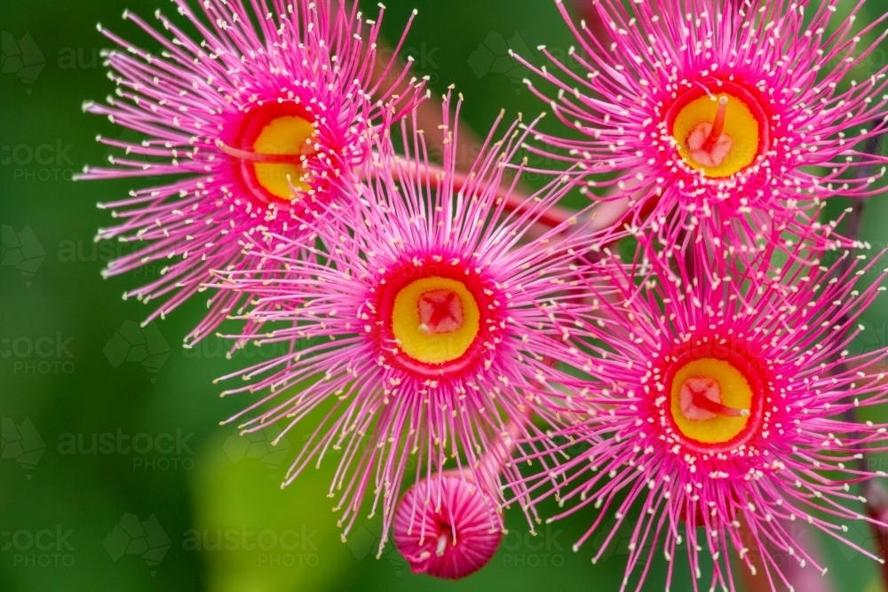 Image of Cluster of pink gum blossoms close-up. - Austockphoto