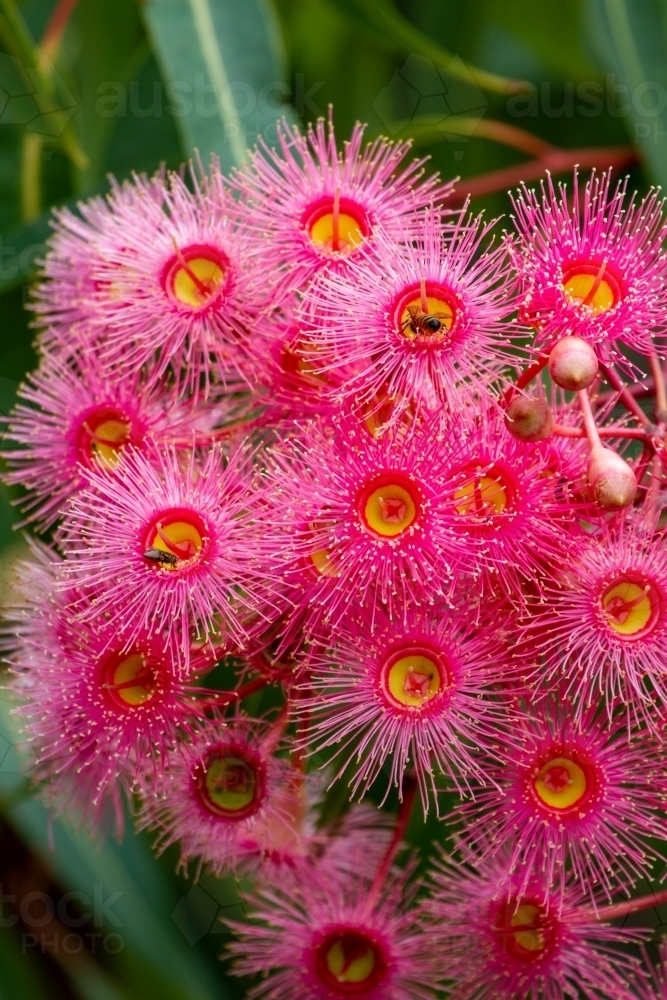 Image of Cluster of pink gum blossoms on green background - Austockphoto