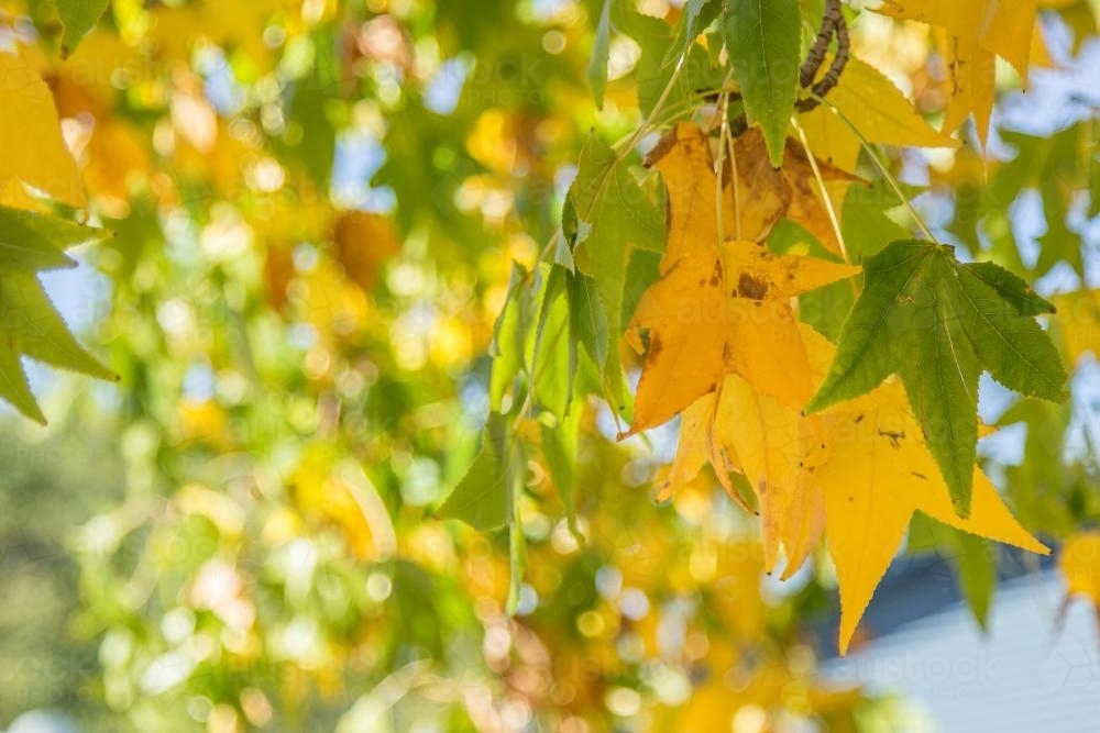 Image of Cluster of yellow and green autumn leaves - Austockphoto