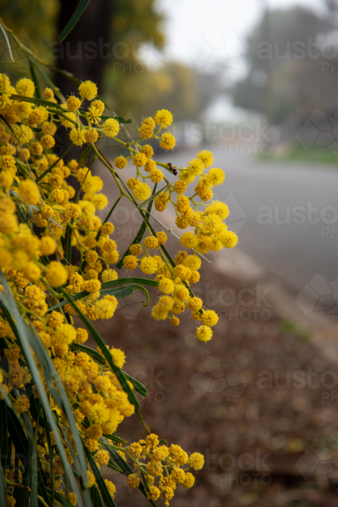 Image of Cluster of yellow wattle flowers on the side of the street ...