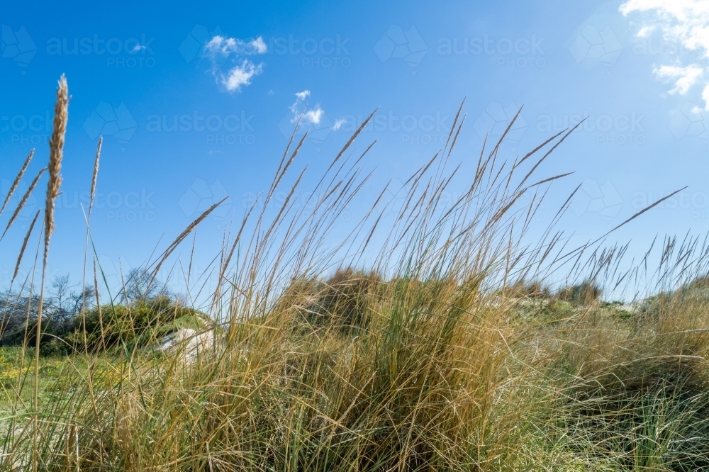 Image of Coastal dune plants under a sunny sky. - Austockphoto