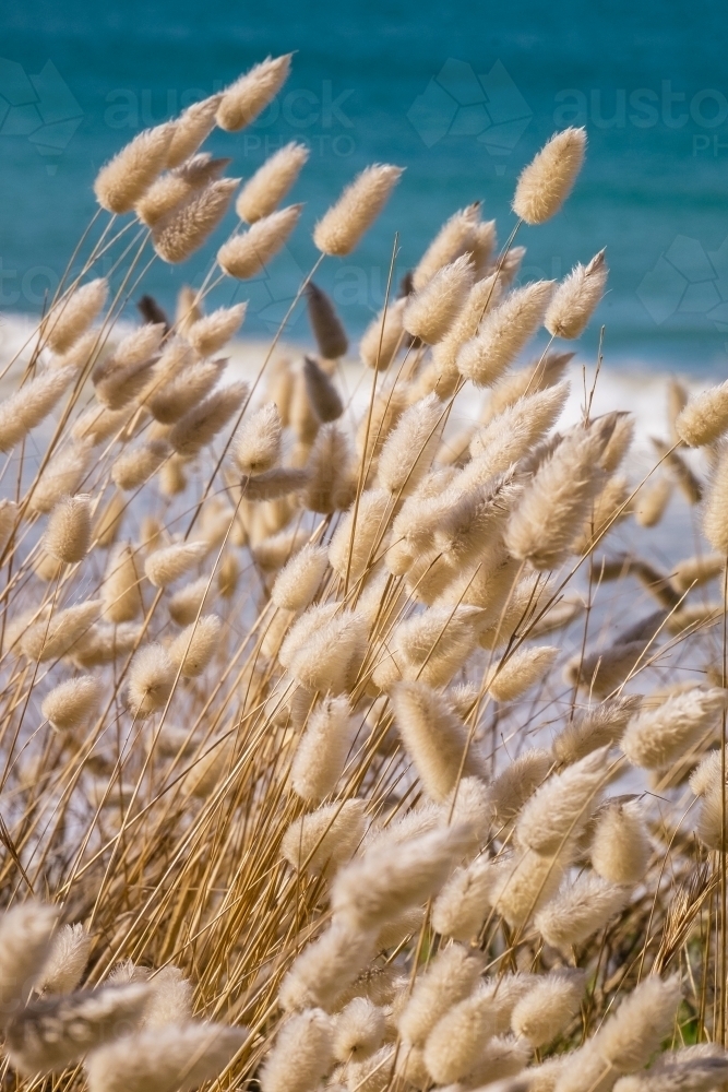 Image of Coastal grasses against the blue sea - Austockphoto