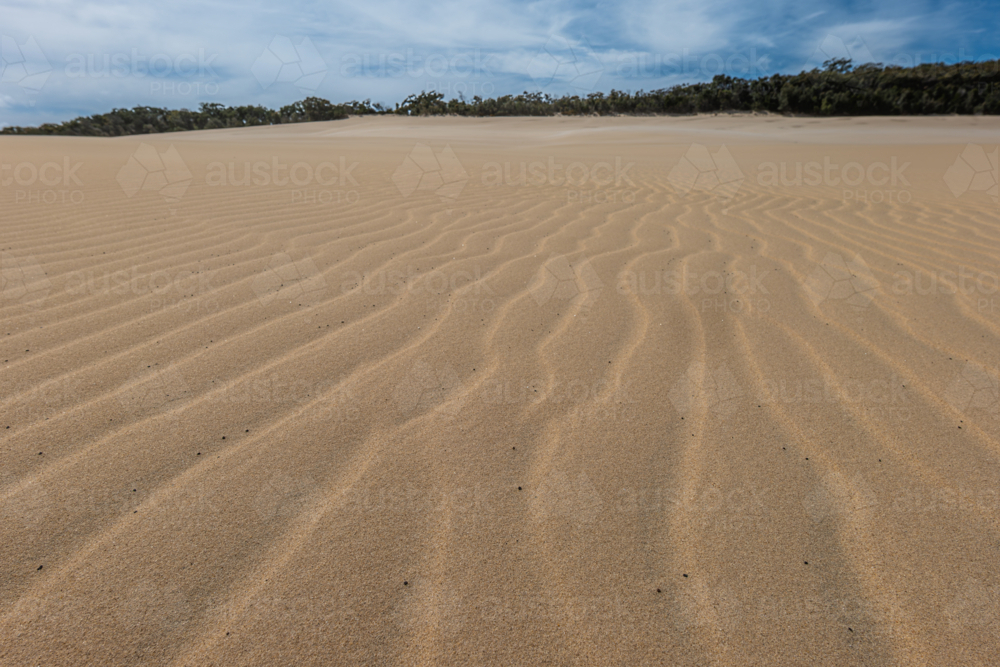Image of Coastal sand dune landscape - Austockphoto
