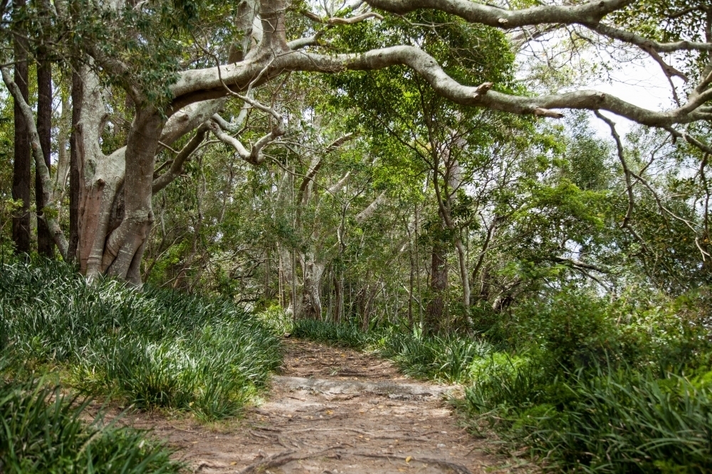 Image of Coastal walking path through trees - Austockphoto