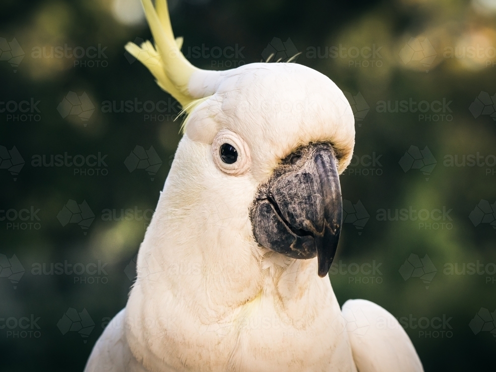 Image of Cockatoo close up - Austockphoto