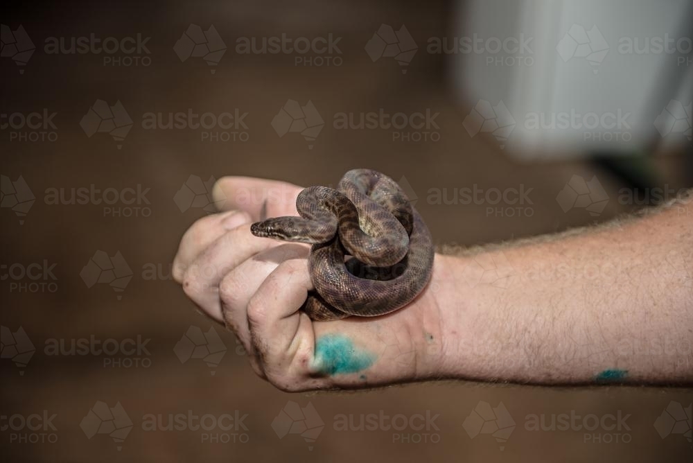 Image of Coiled wild baby python - Austockphoto