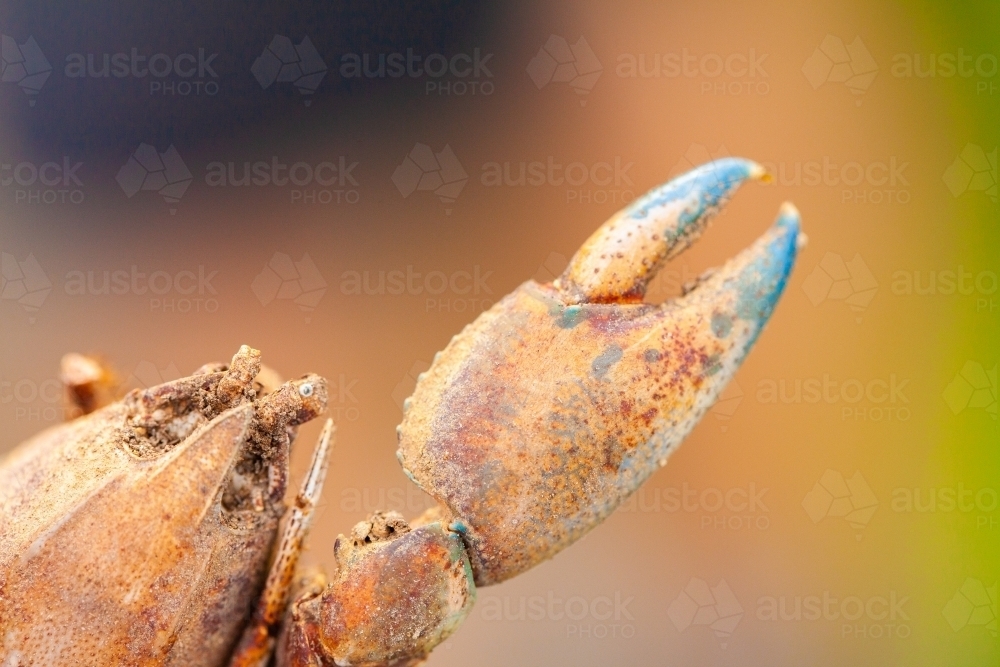 Image of Colourful claw and shell of yabby - Austockphoto