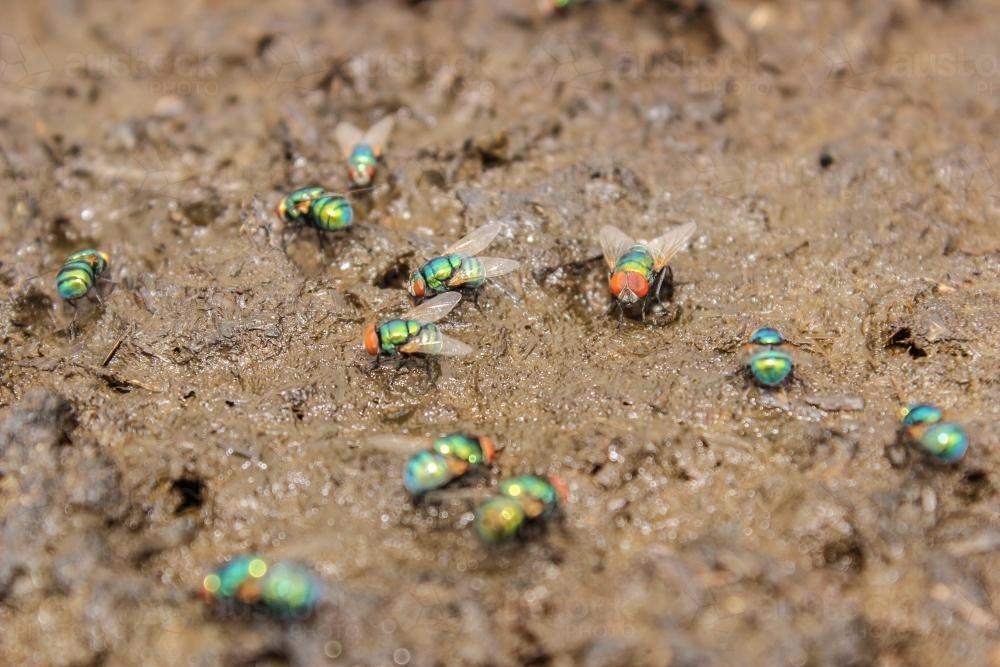 Image of Colourful flies on a fresh cow pat - Austockphoto
