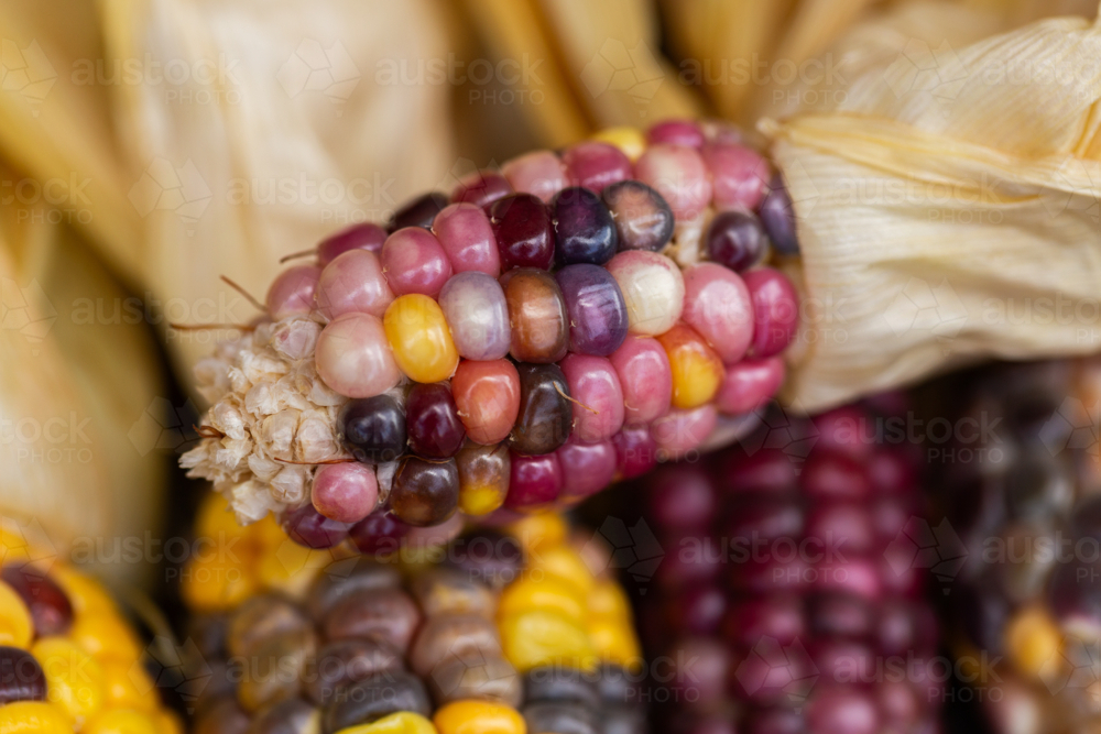 Image of colourful heirloom popping corn ear with pink and purple ...