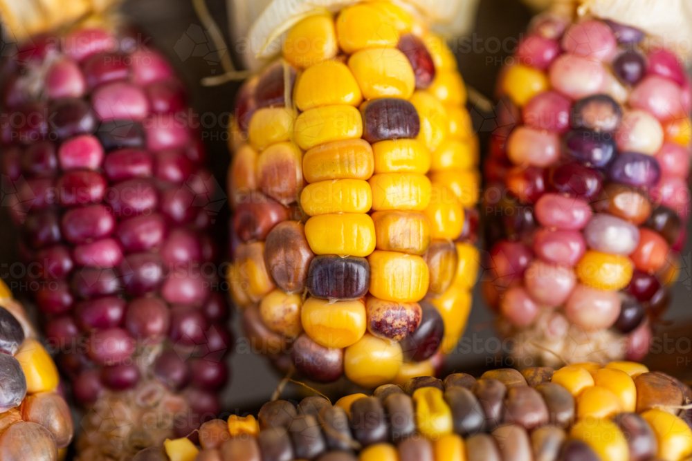 Image of colourful heirloom popping corn with purple and yellow kernels ...