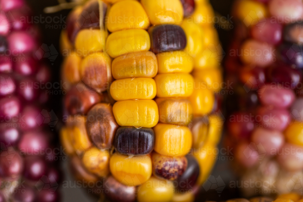 Image of colourful heirloom popping corn with purple kernels freshly ...