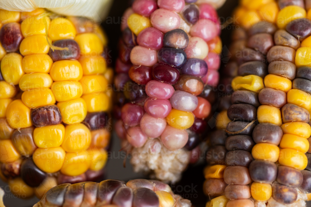 Image of colourful heirloom popping corn with purple kernels freshly ...
