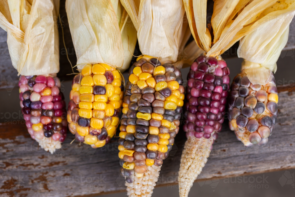 Image of colourful heirloom popping corn with purple kernels freshly ...