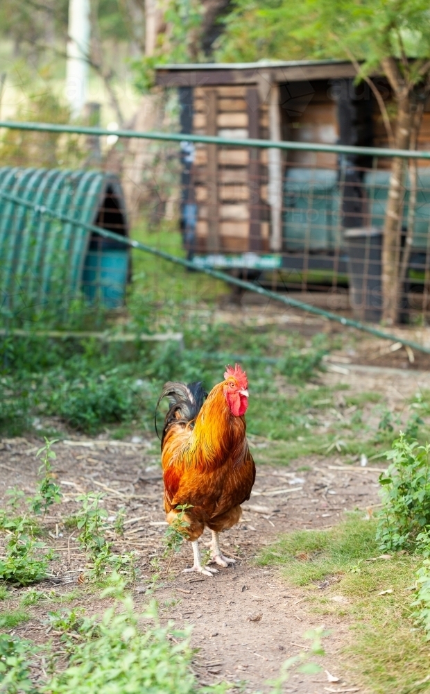 Image of Colourful rooster in chook yard on farm - Austockphoto